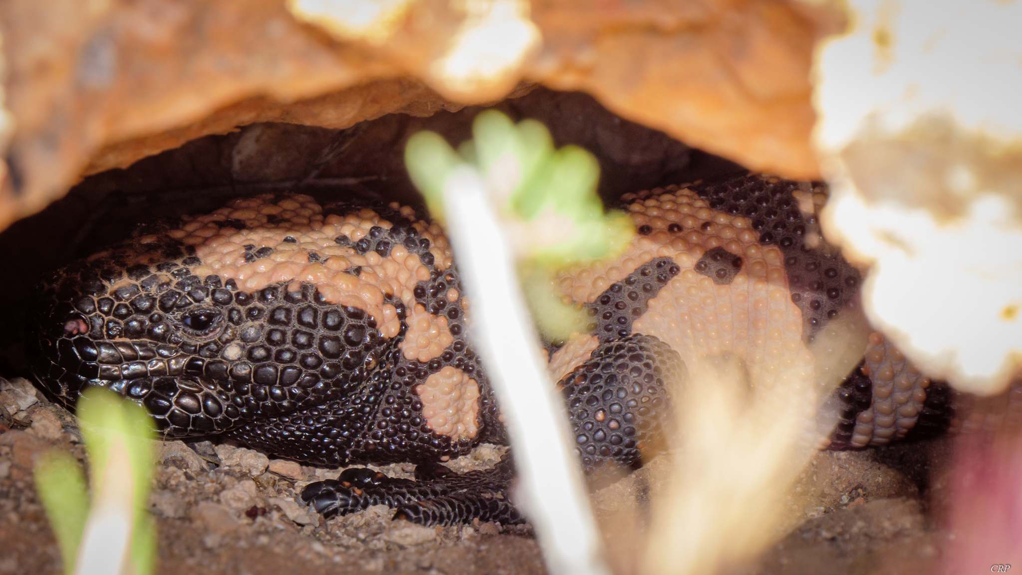 Heloderma suspectum cinctum Bogert & Martín Del Campo, 1956