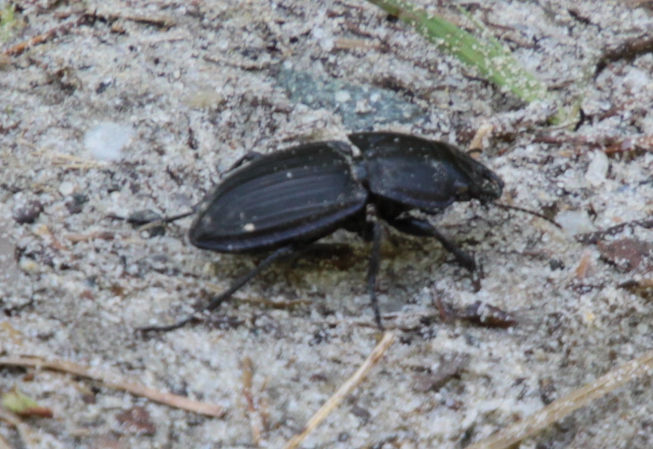 Pasimachus marginatus (Fabricius, 1787)