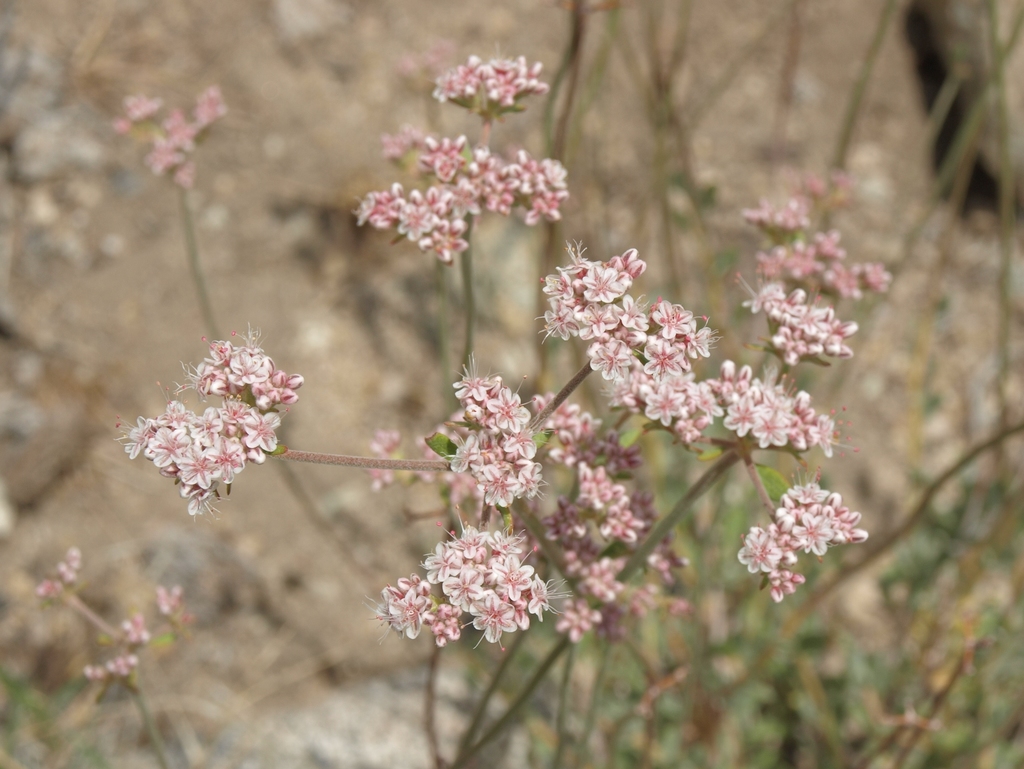 Mojave Desert California buckwheat (Northern Tehachapi Mountains Flora ...
