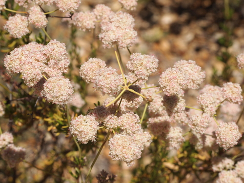 Mojave Desert California buckwheat (Northern Tehachapi Mountains Flora ...
