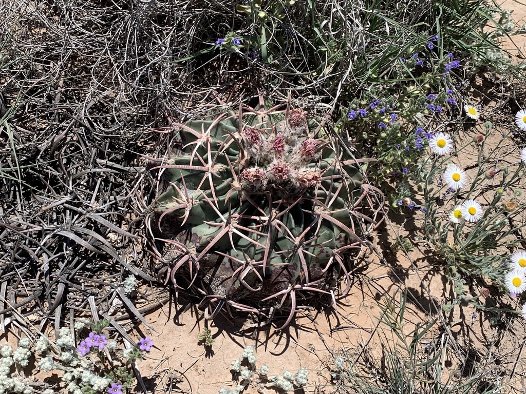 Horse Crippler Cactus from Side Kick Rd, Hope, NM, US on May 3, 2020 at ...