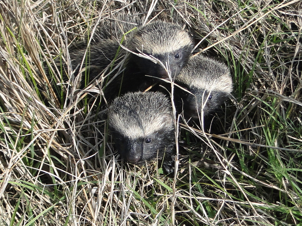 Grisons (Galictis) - Know Your Mammals