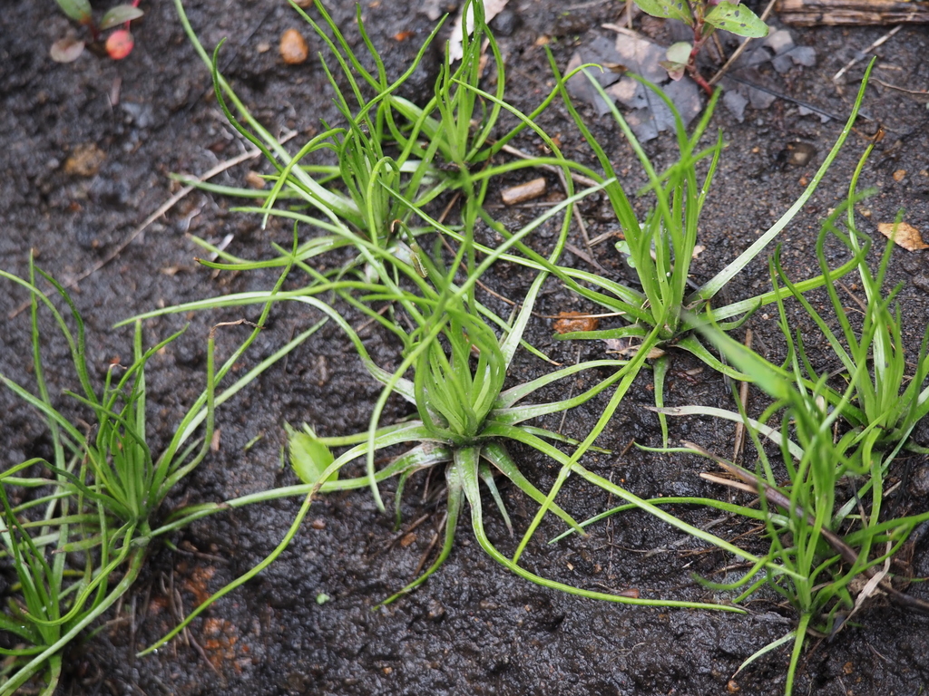 quillworts (Isoetes) - Botanical Realm