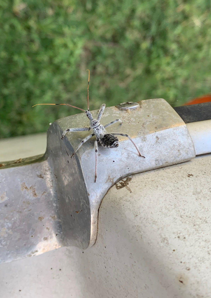 North American Wheel Bug from La Grange on May 04, 2020 at 11:52 PM by ...