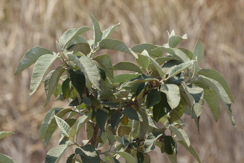 tepozan from Parque Ecológico de Xochimilco, Ciudad de México, CDMX ...
