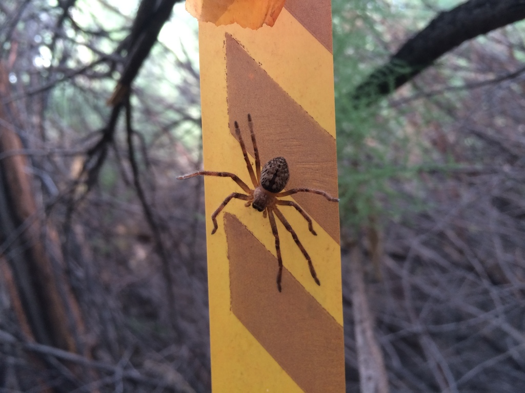 Giant Crab Spider from Mohave County, AZ, USA on May 27, 2015 at 08:23 ...