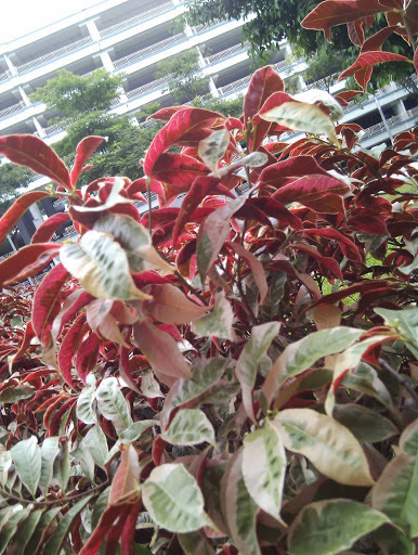 Chinese croton (Excoecaria cochinchinensis) - Botanical Realm