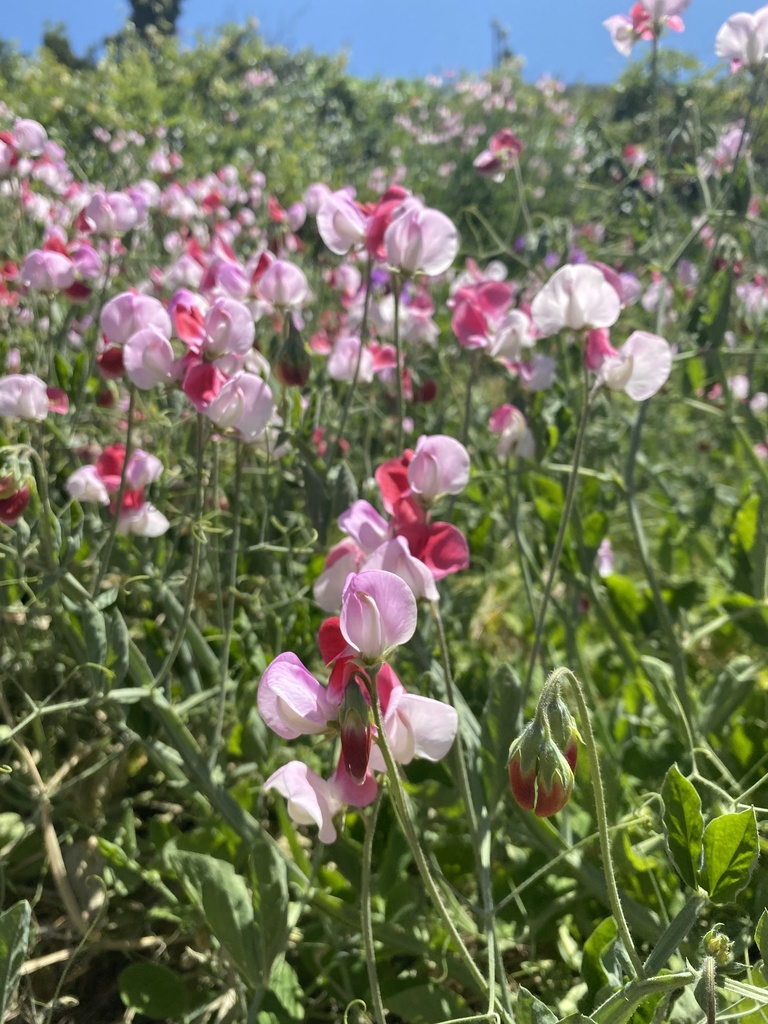 Common Pea (Pisum sativum) - Botanical Realm