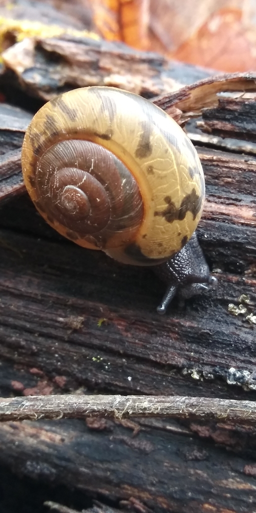 Grand Globe Snail from Dennis Cove Trailhead on April 30, 2020 at 11:42 ...