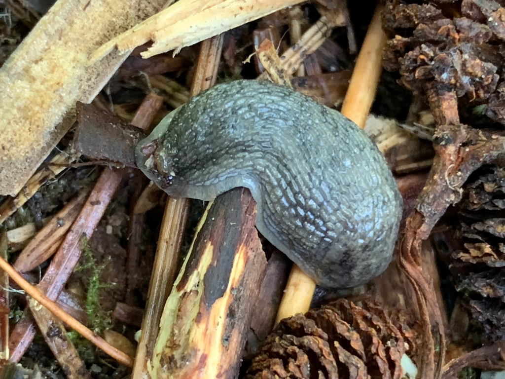 Roundback Slugs and Allies from Greater Vancouver, British Columbia ...