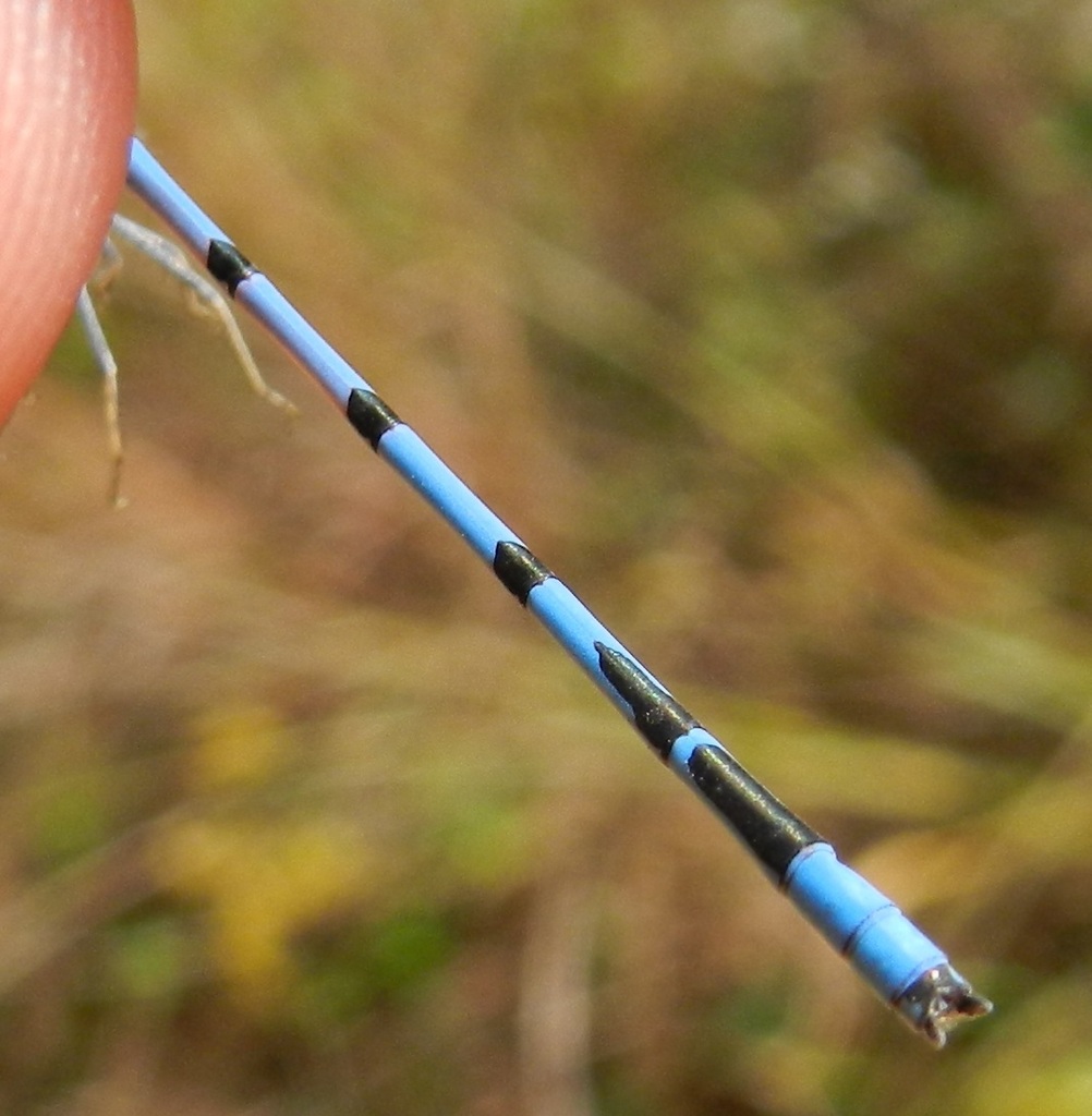 Familiar Bluet (Insects and Arachnids of Coronado National Memorial ...
