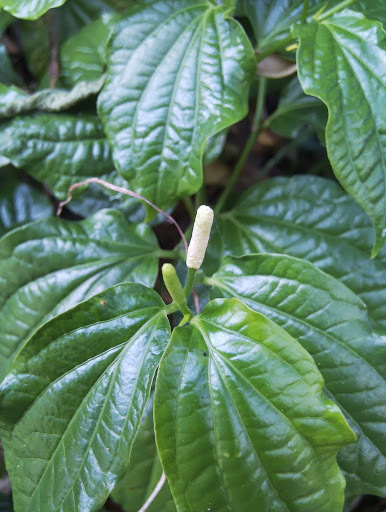 Lolot Pepper (Piper sarmentosum) - Botanical Realm