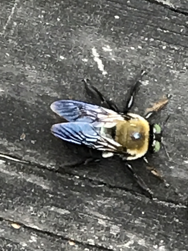 Eastern Carpenter Bee from 18th Ave NE, Seattle, WA, US on May 4, 2020 ...
