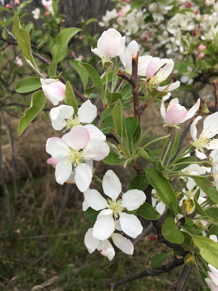 Pear-leaf Crabapple (Malus prunifolia) - Botanical Realm