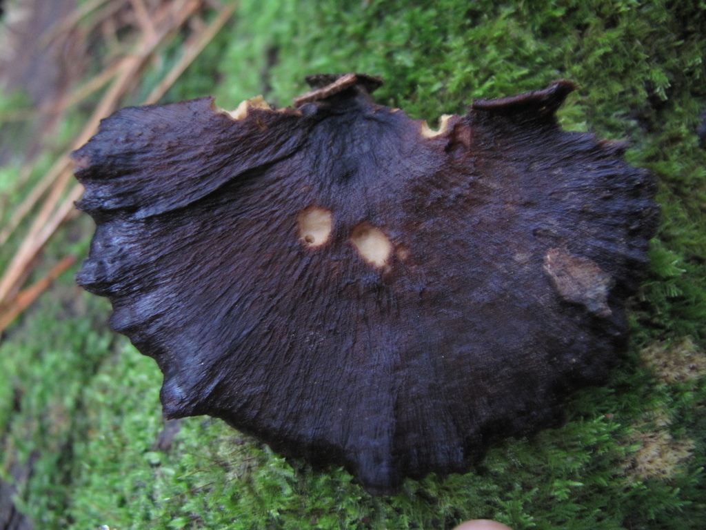 Polyporus nigrocristatus from Karori, Wellington 6012, New Zealand on ...