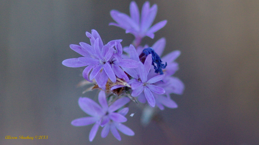 Lessingia from Fresno, California, United States on November 17, 2013 ...
