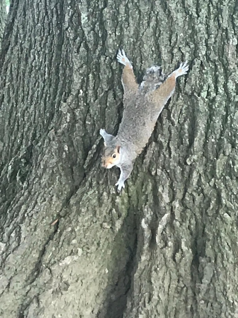 Eastern Gray Squirrel from La Senda Dr, El Paso, TX, US on May 4, 2020 ...