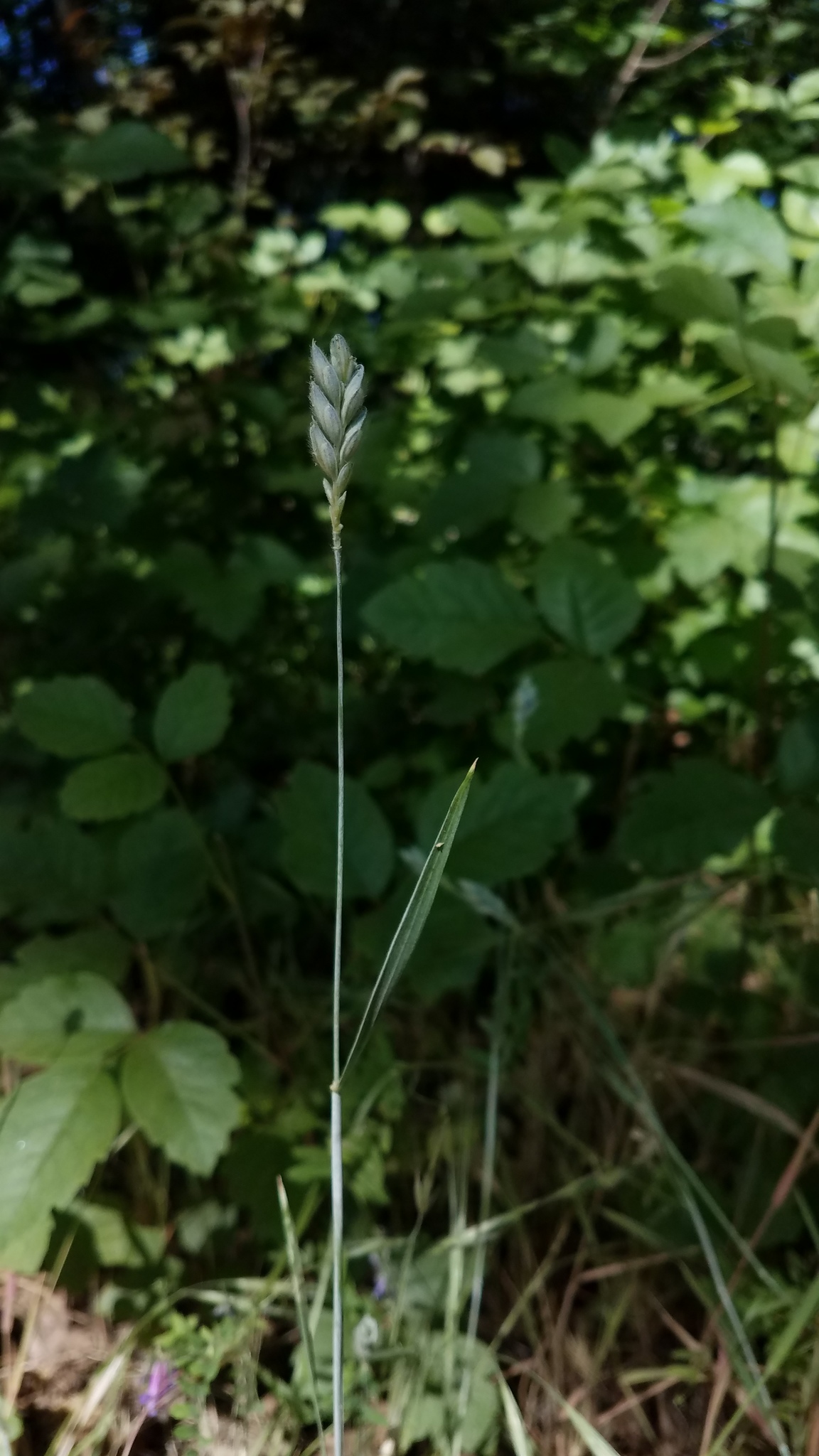 Triticum aestivum subsp. compactum (Host) Domin