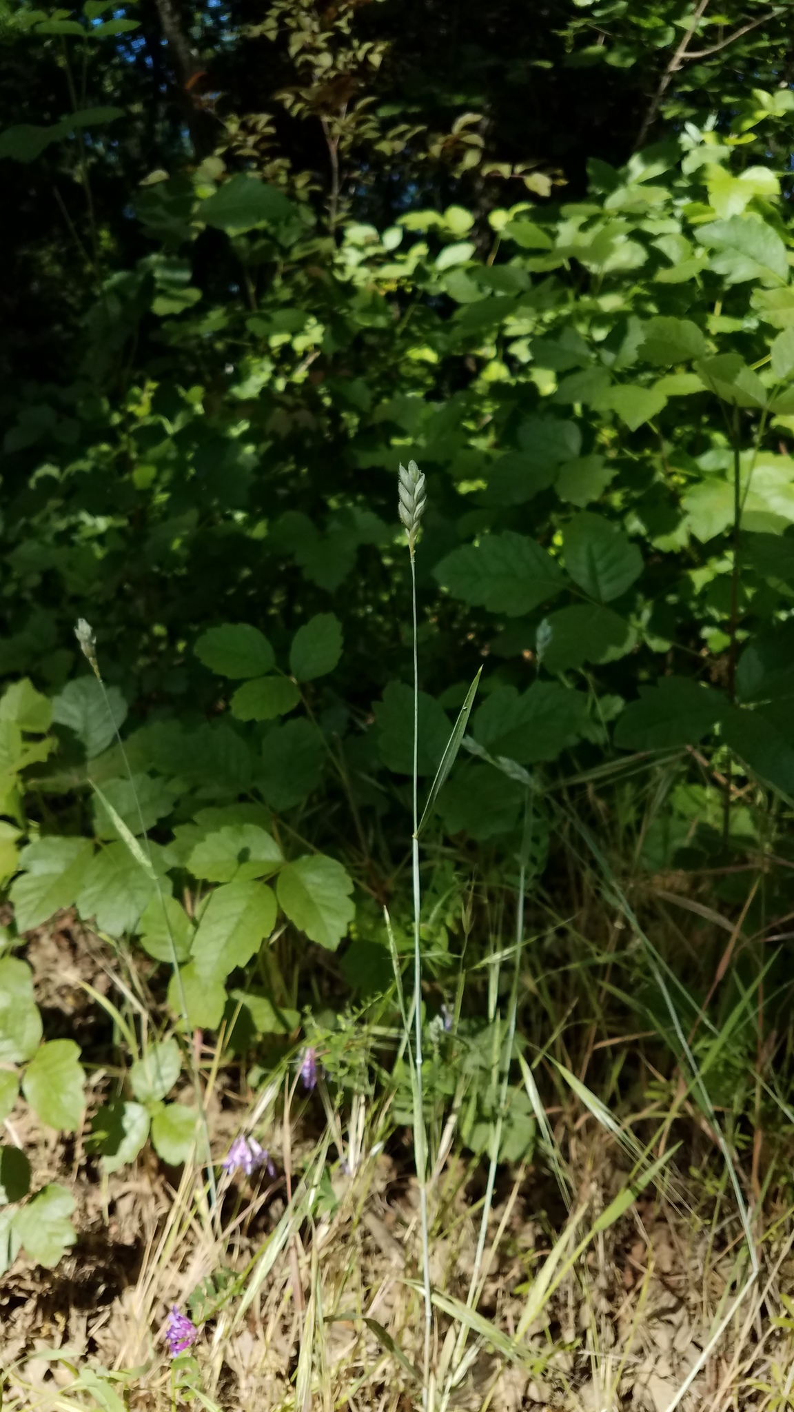 Triticum aestivum subsp. compactum (Host) Domin