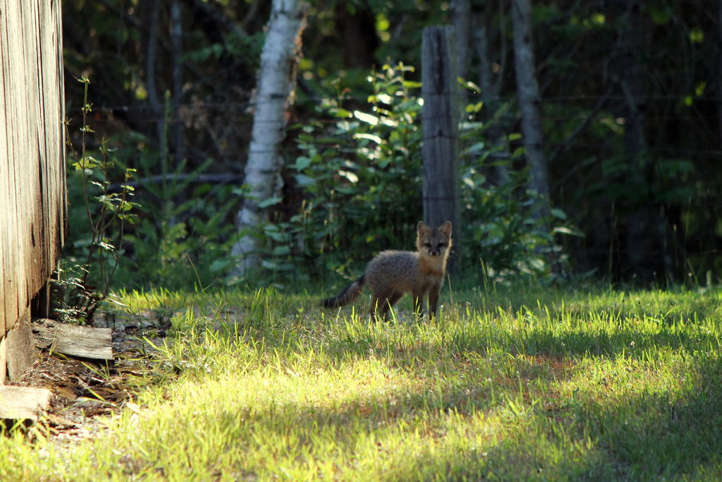 Gray Fox from Hubbard Lake, MI, USA on July 10, 2014 at 07:33 PM by ...