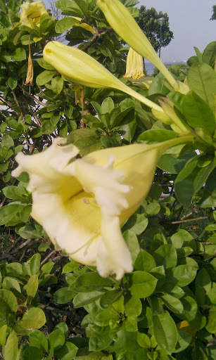 Solandra longiflora (Flora Singapore List S) · iNaturalist
