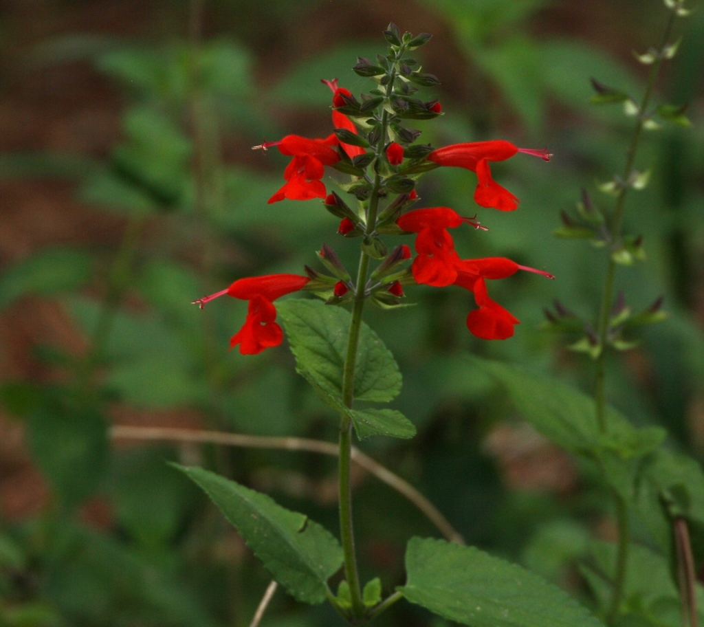 Tropical sage from Bastrop County, TX, USA on April 14, 2017 at 03:16 ...