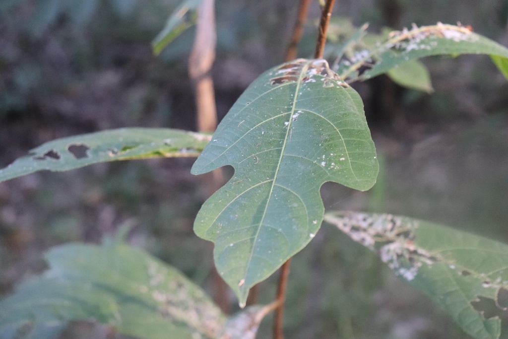 sandpaper fig from Lakeshore Place, Little Mountain, QLD, AU on May 5 ...