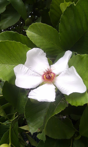 katmon (Dillenia philippinensis) - Botanical Realm