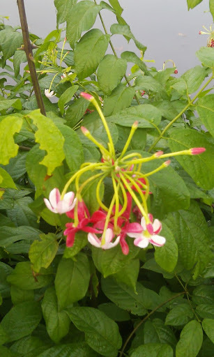 (Quisqualis) - Botanical Realm