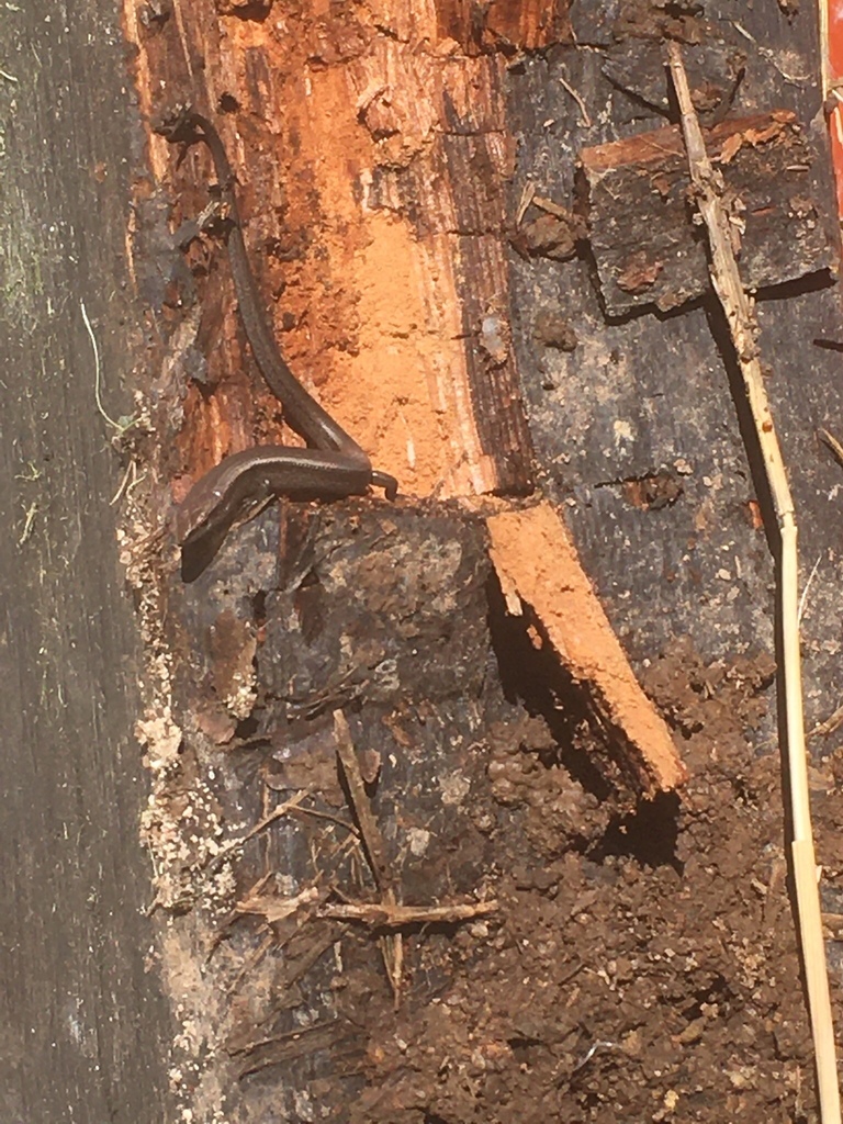 Delicate Garden Skink from Molesworth Street, Watson, ACT, AU on May 05 ...