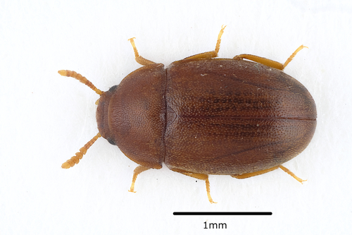 Pentaphyllus testaceus · iNaturalist Mexico