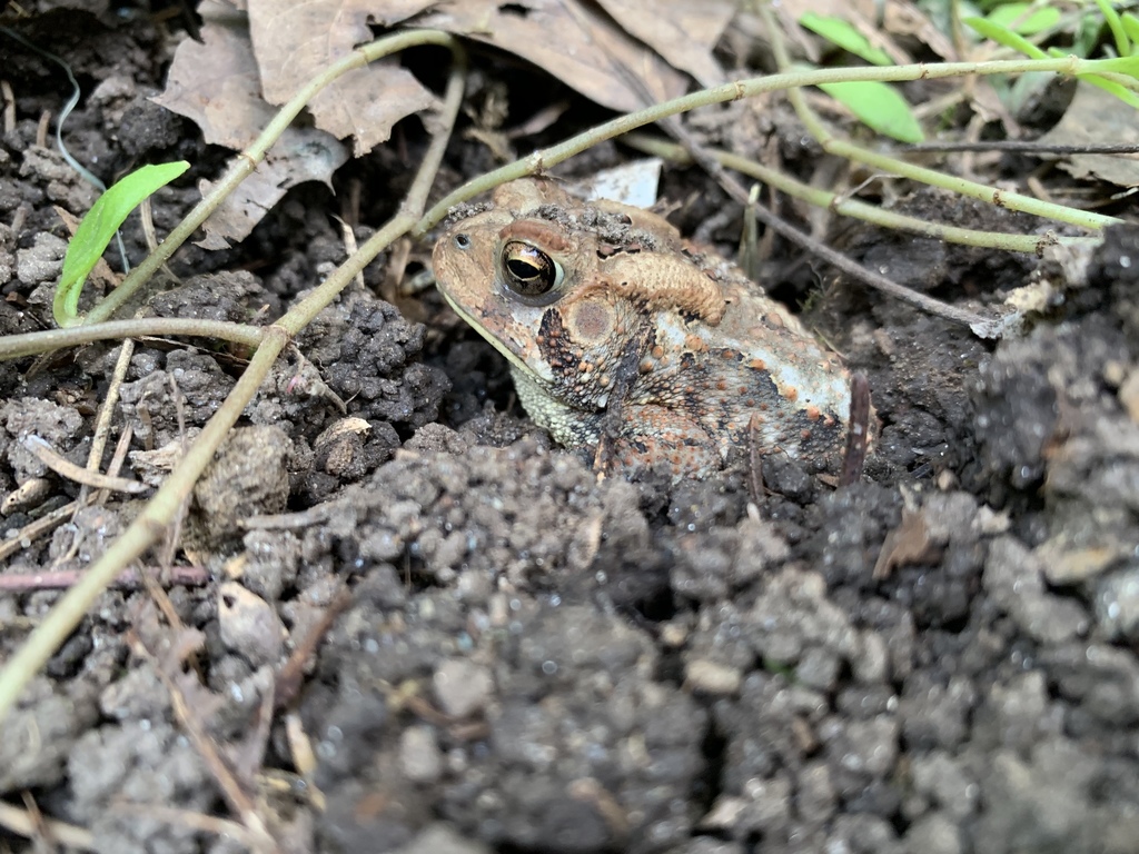 American Toad from Barley Mill Rd, Hockessin, DE, US on August 26, 2019 ...