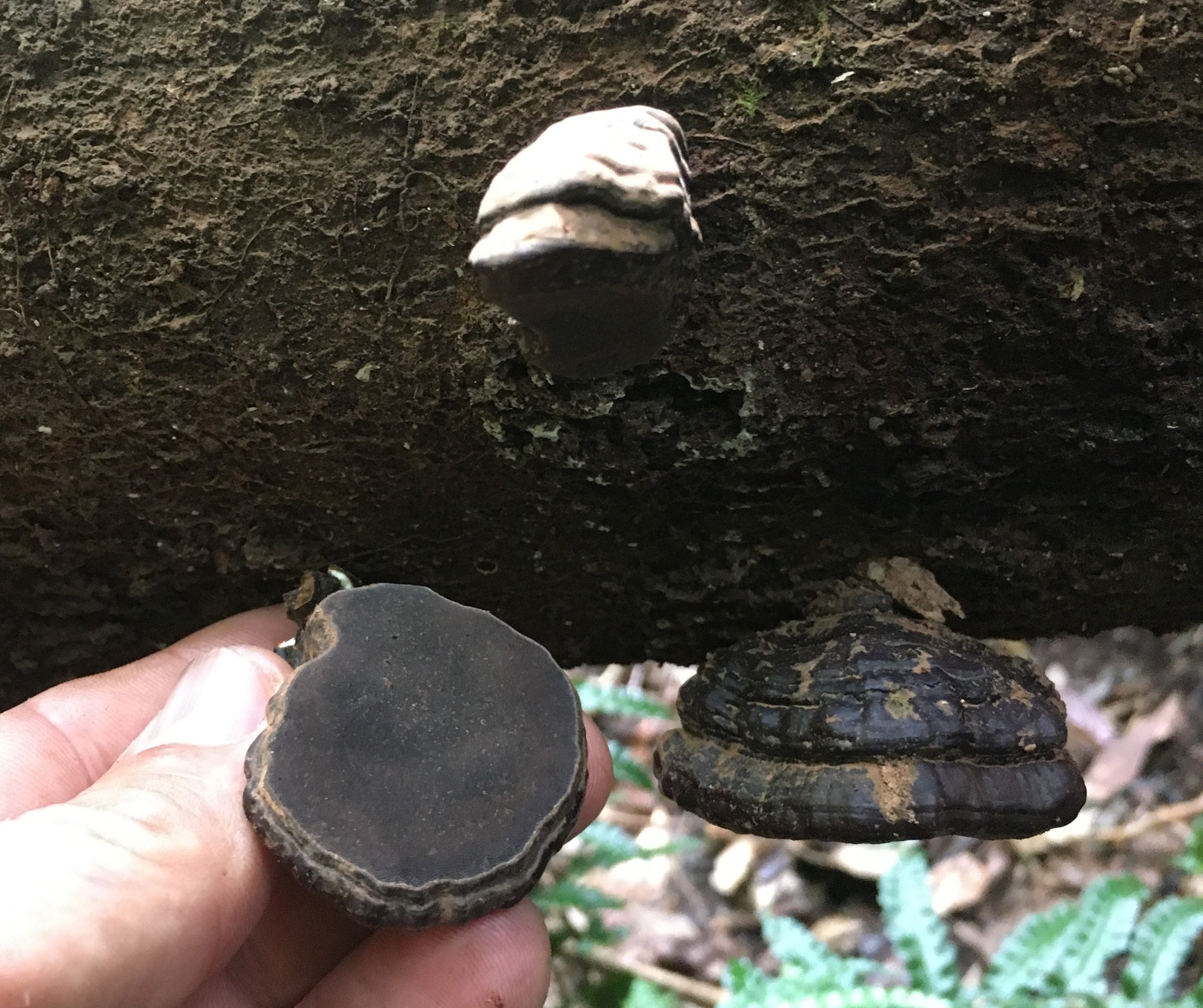 Ganoderma orbiforme (Fr.) Ryvarden