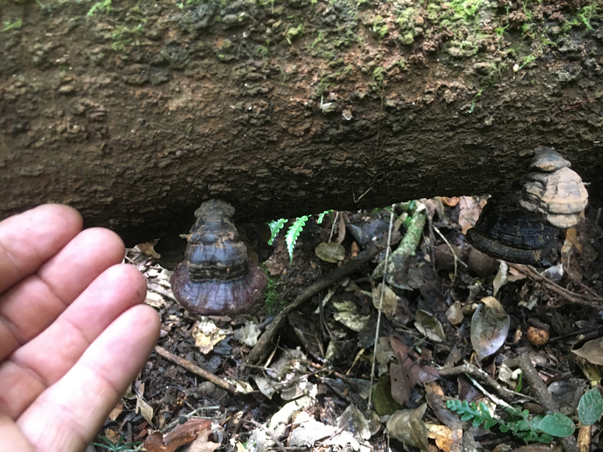 Ganoderma orbiforme (Fr.) Ryvarden