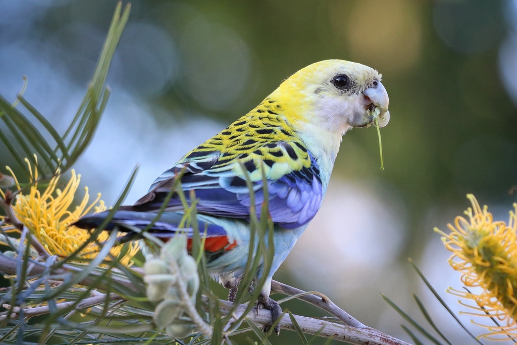 Pale-headed Rosella (Wildlife of Sydney NSW Australia ) · iNaturalist