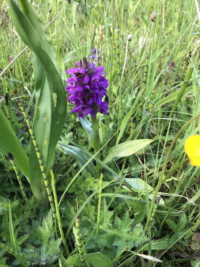 Broad-leaved Marsh Orchid in May 2020 by Markus Döring · iNaturalist