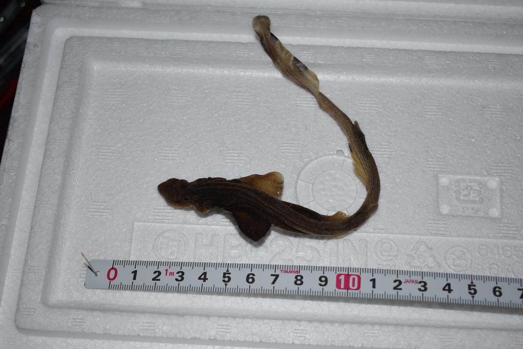 Sawtail Catsharks from Gamagōri, JP-AI, JP on July 10, 2014 at 11:30 PM ...