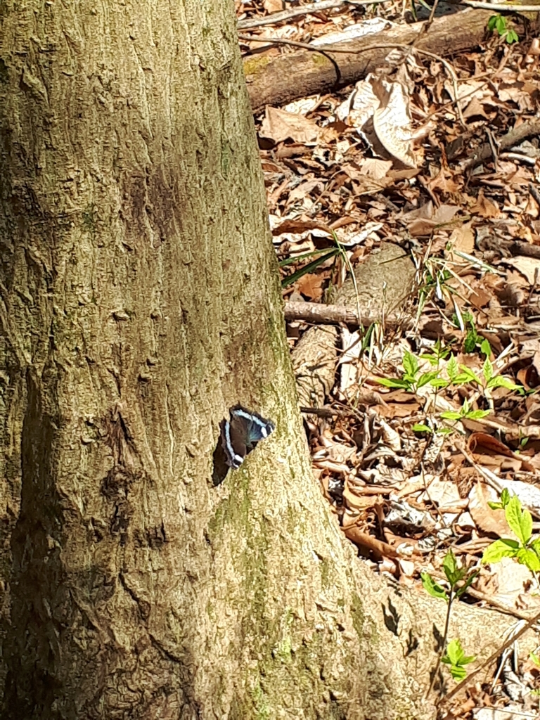 Kaniska canace nojaponicum from 3577-3 Higashikamiakima, Annaka, Gunma ...