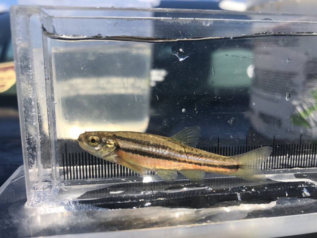 Finescale Dace Alberta