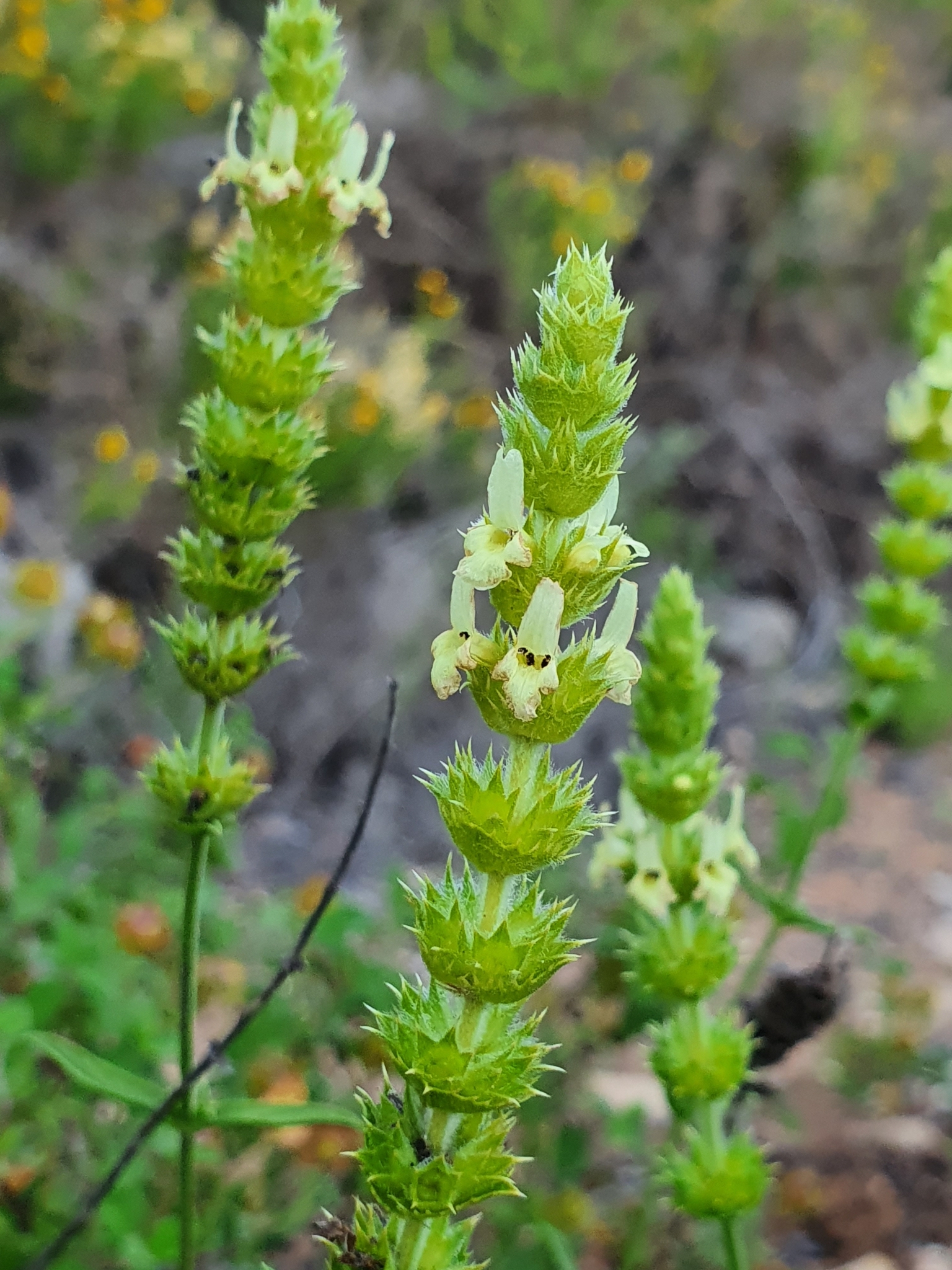 Sideritis arborescens subsp. lusitanica (Font Quer) Rivas Mart., T.E ...