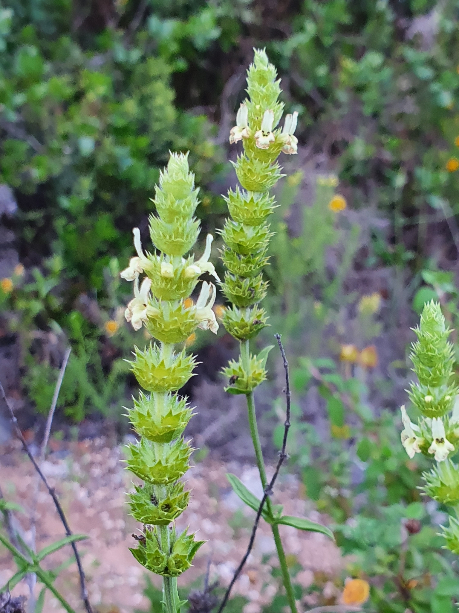 Sideritis arborescens subsp. lusitanica (Font Quer) Rivas Mart., T.E ...