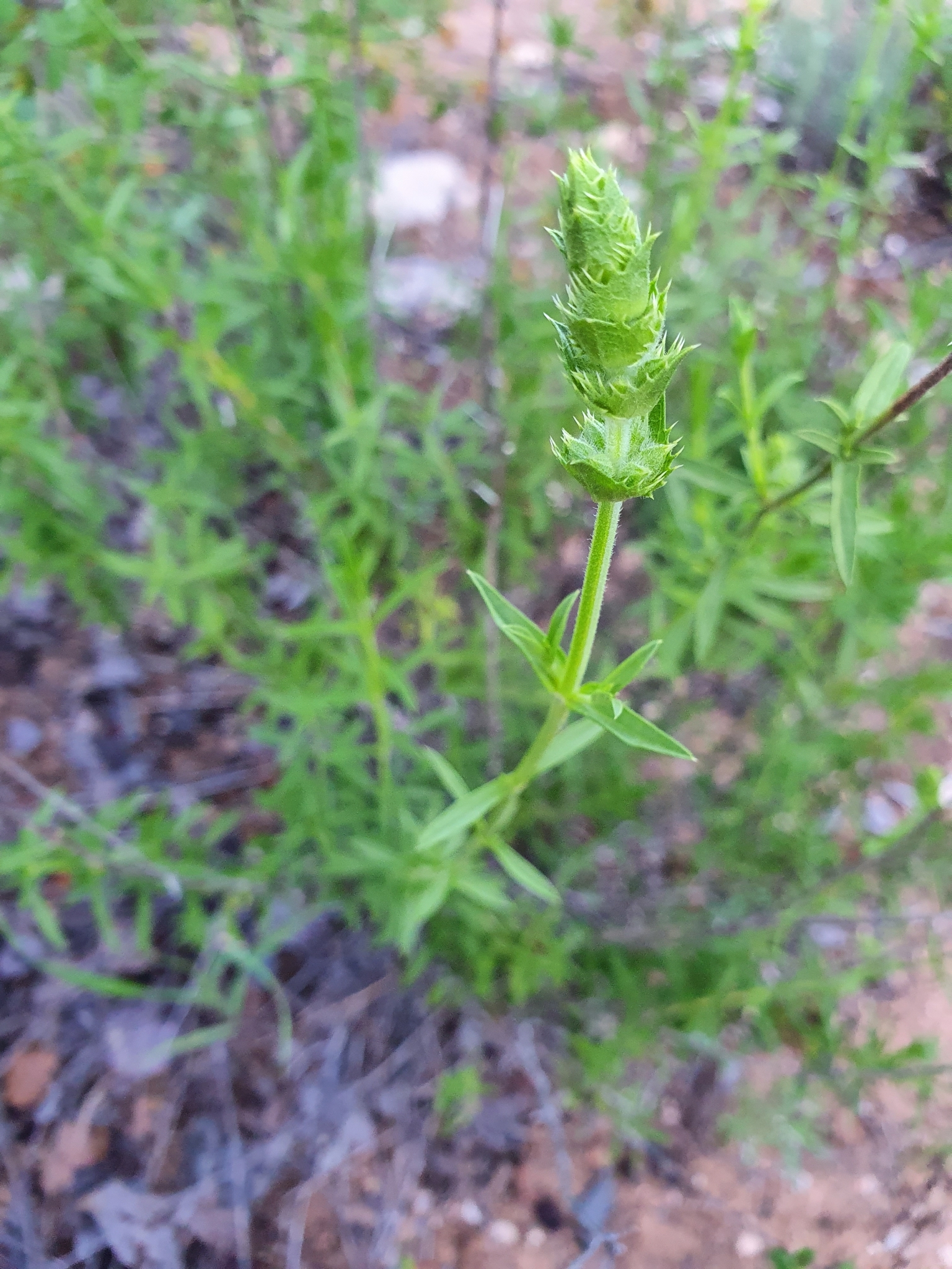 Sideritis arborescens subsp. lusitanica (Font Quer) Rivas Mart., T.E ...