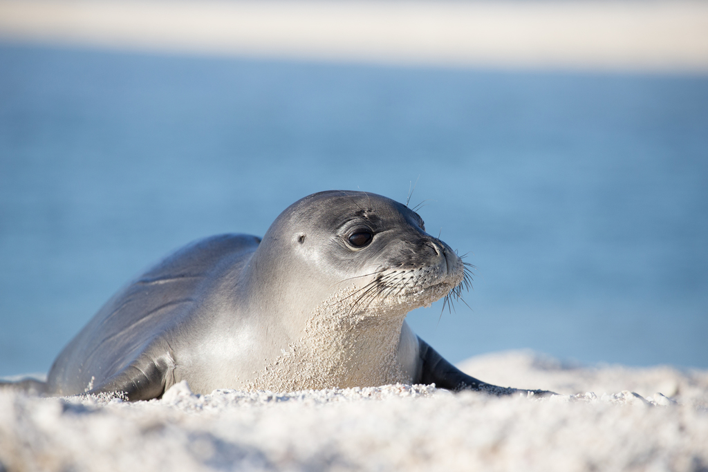 Foca Monje Hawaiana En El Mar Rodaje En Desertas — Foca Monje: Un