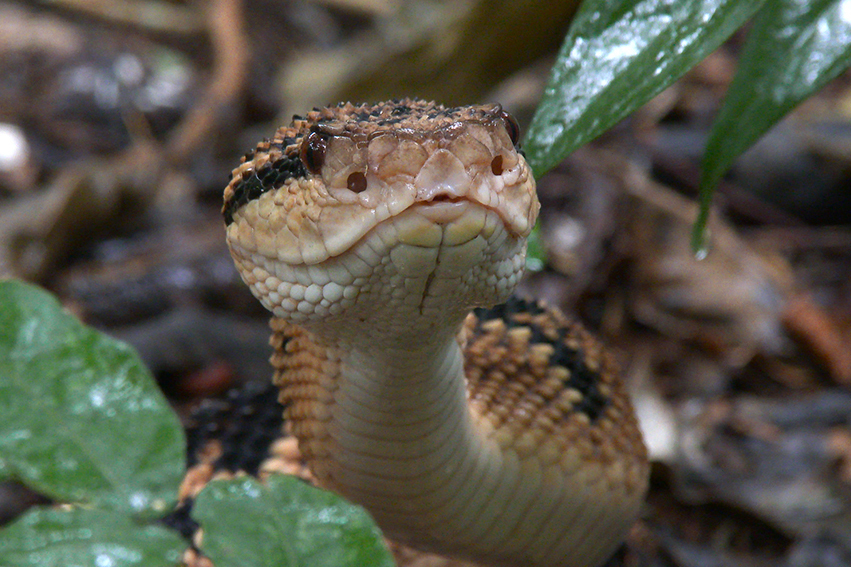 South American Bushmaster in April 2016 by mossambica · iNaturalist