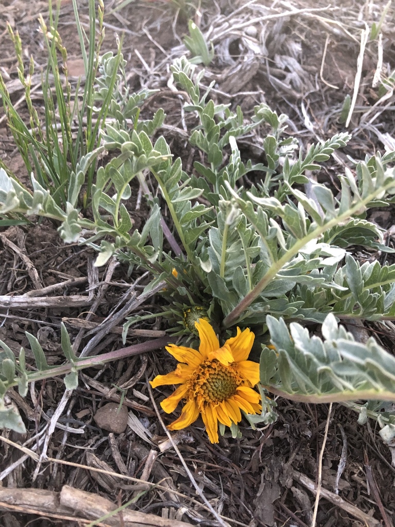 Hooker's Balsamroot from Tahoe National Forest, Truckee, CA, US on May ...