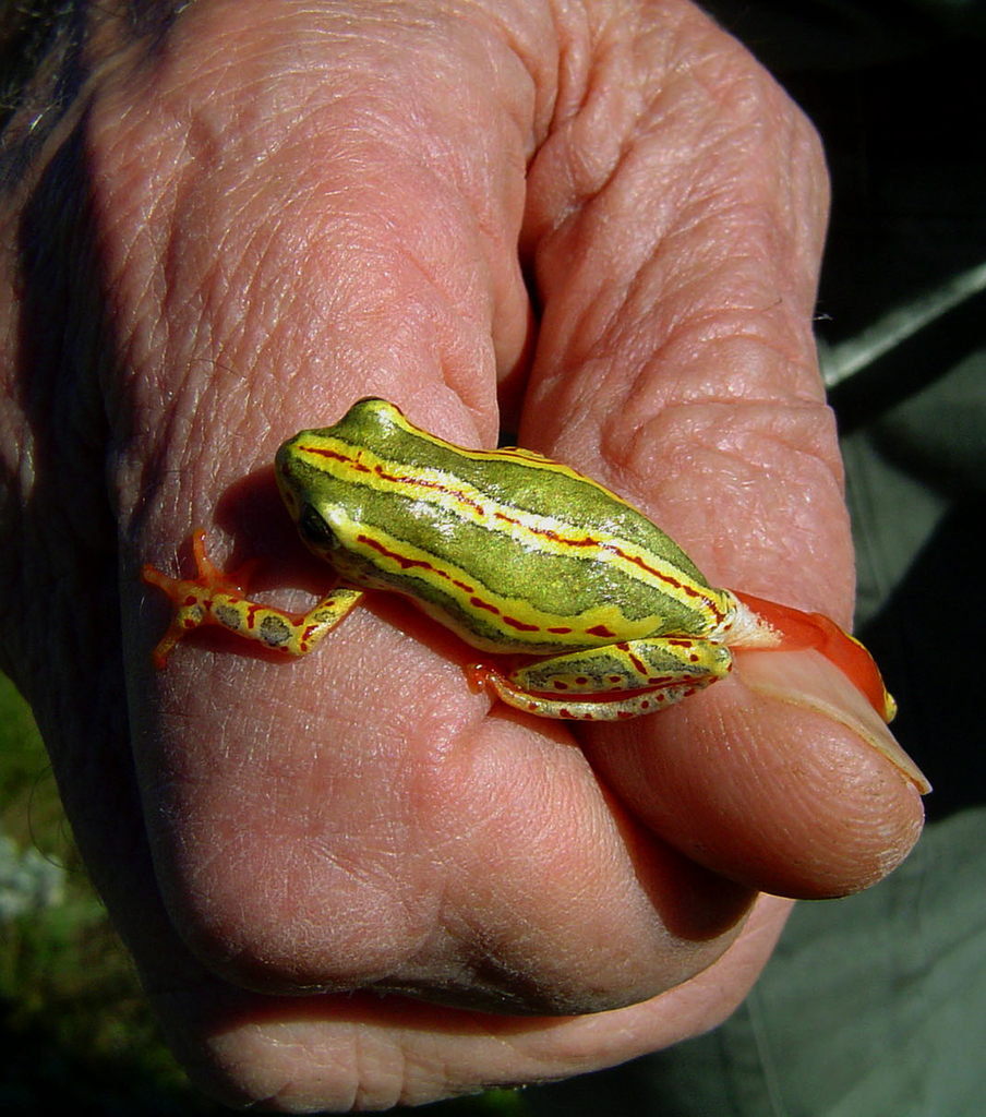 Painted Reed Frog from Purdon Dam, Nyanga National Park, Zimbabwe on ...