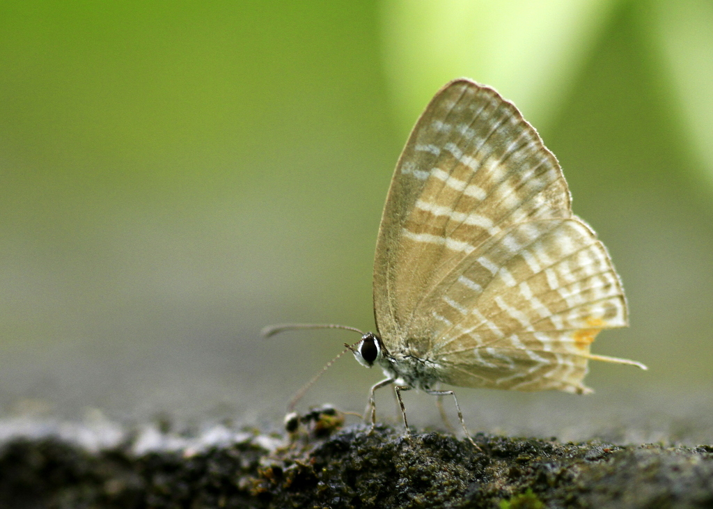 Metallic Cerulean from Angsri, Tabanan Regency, Bali, Indonesia on May ...