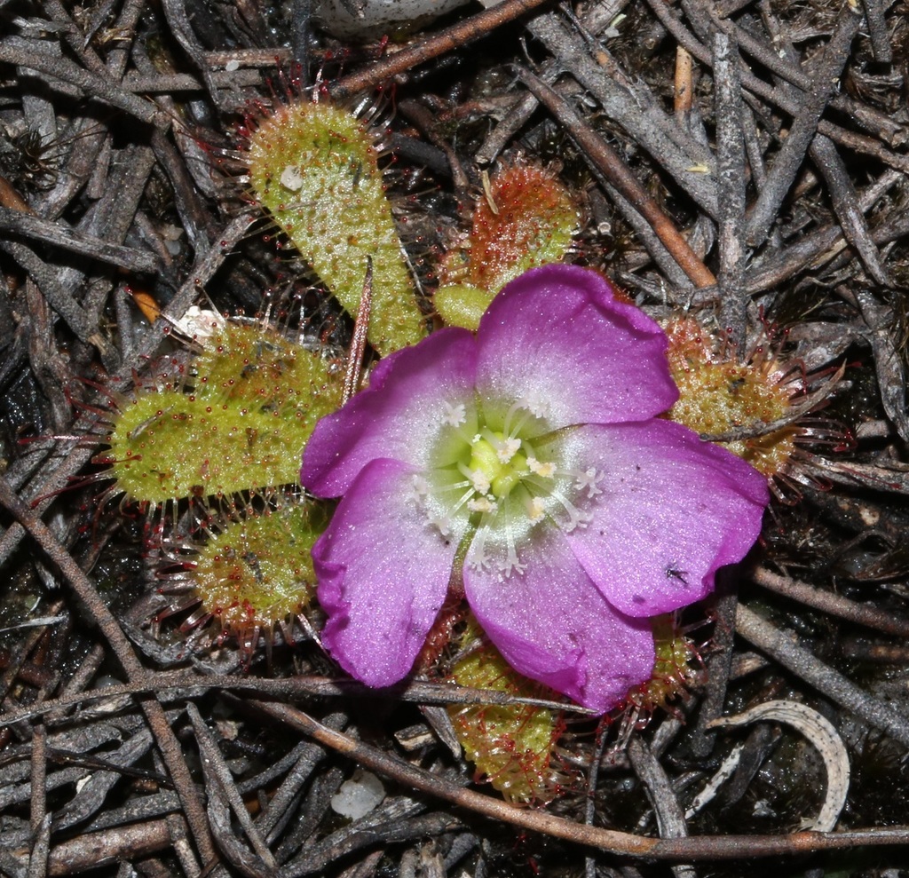 Stemless Sundew (Drosera acaulis) (Sundews and allies in southern ...