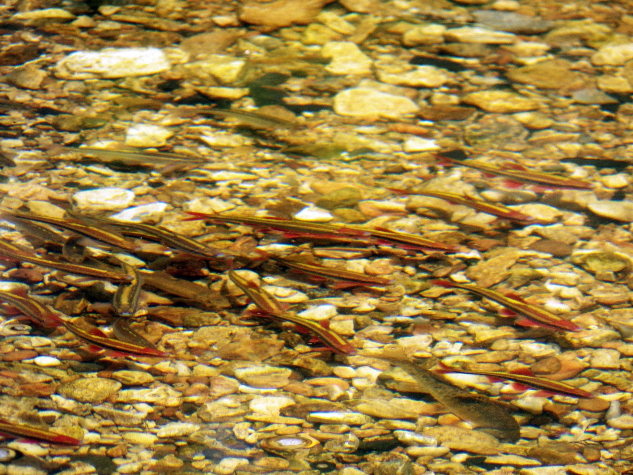 Luxilus cardinalis (Mayden, 1988)