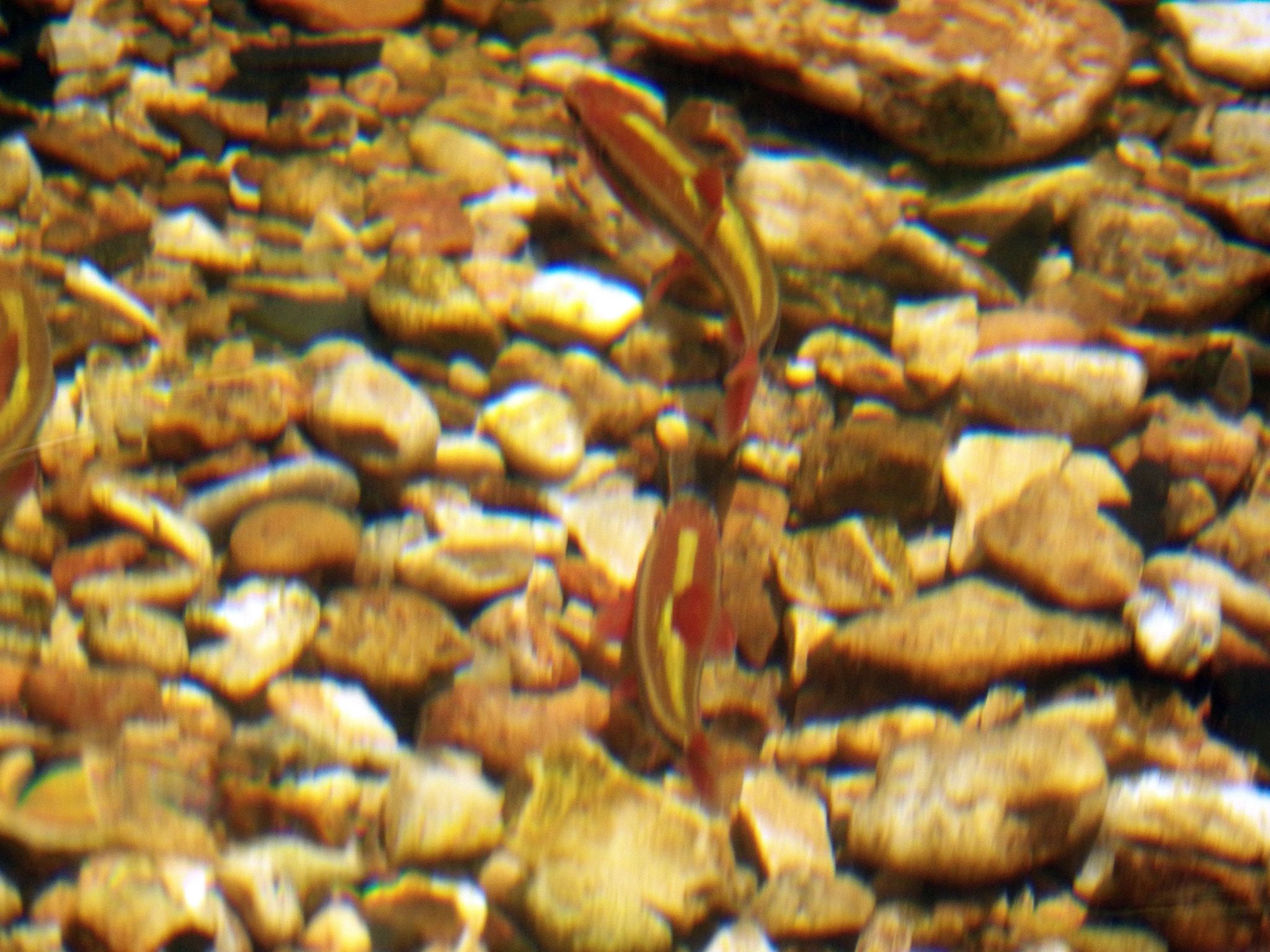 Luxilus cardinalis (Mayden, 1988)